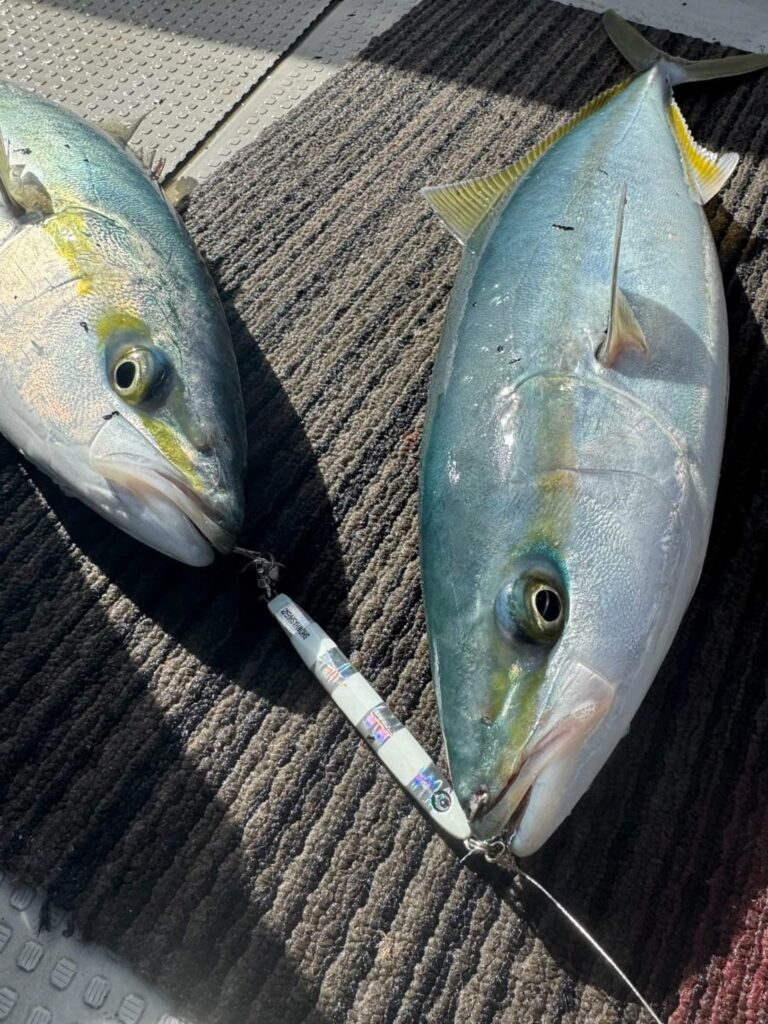 【オススメのタングステンジグ】PREDGE 高速沈下「TG HORNET」（ホーネット）ハイサイ探偵団の監修「TG SHOWHASHI」（ショウハシ） | ANGLERS TIME